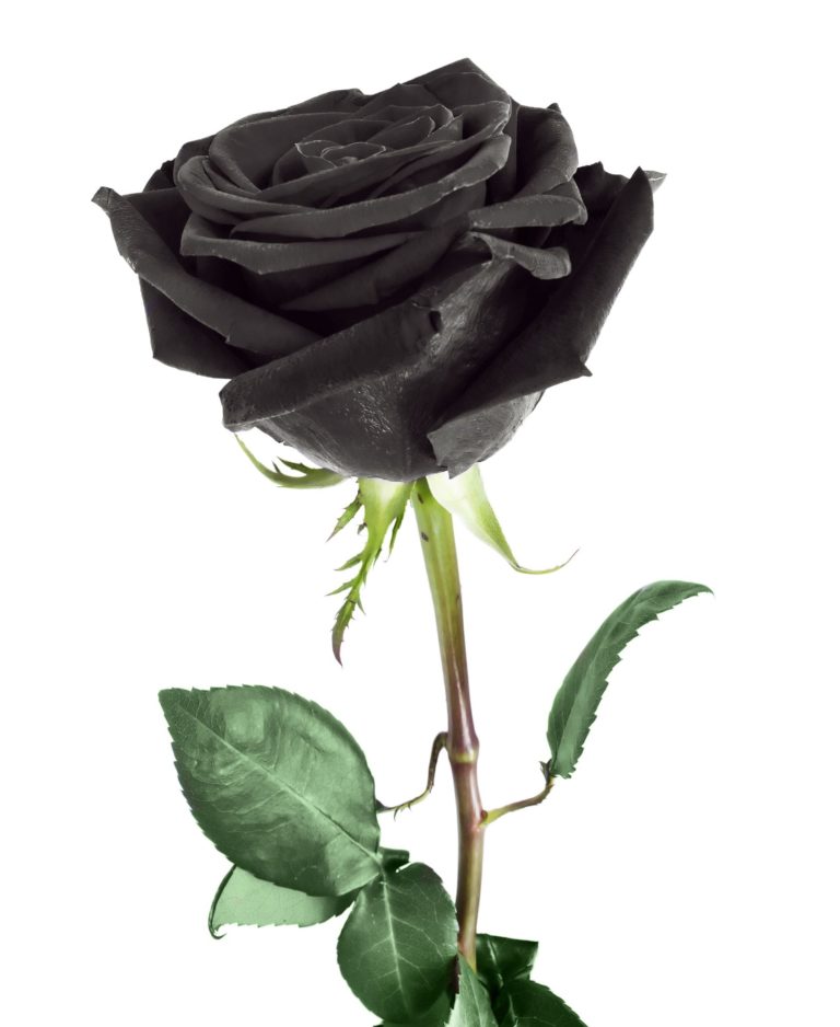 Celebrate October with These Oddly Frightening Flowers