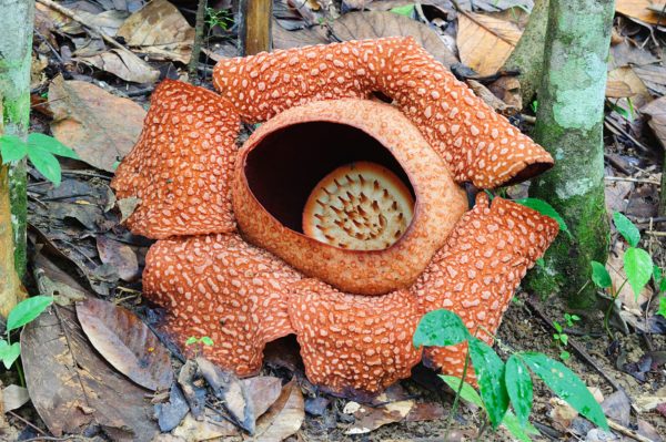 Celebrate October with These Oddly Frightening Flowers