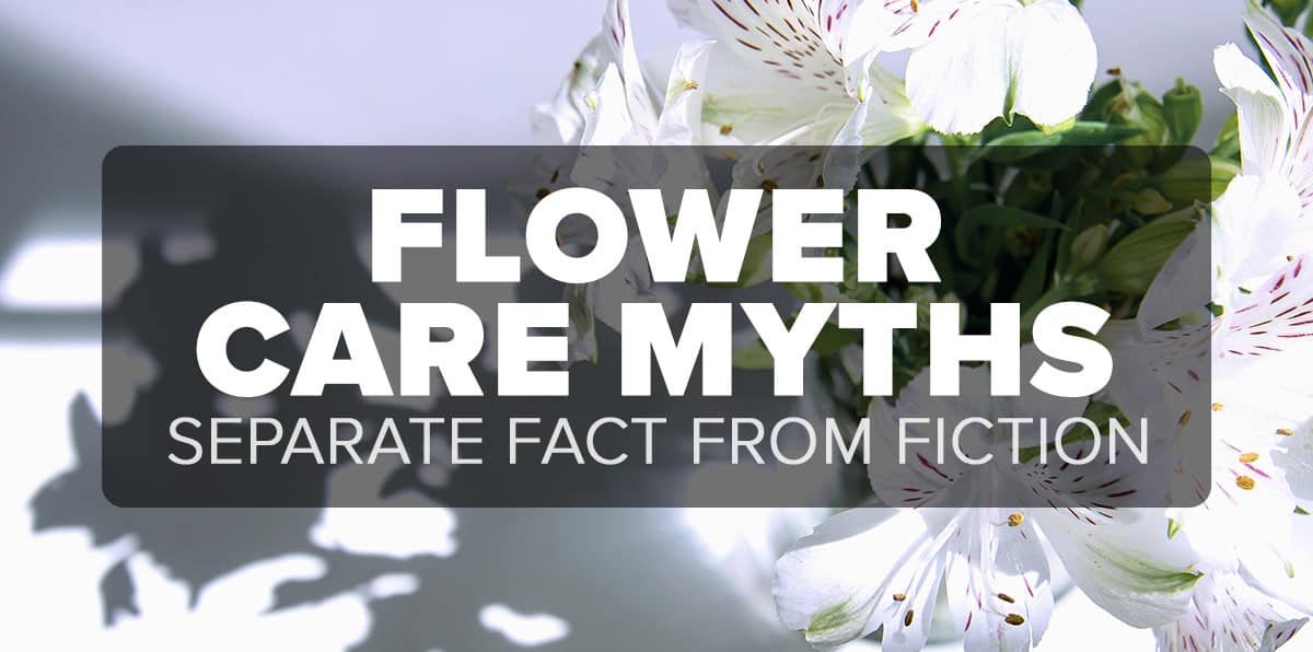 It’s Time to Rethink These Common Flower Care Myths