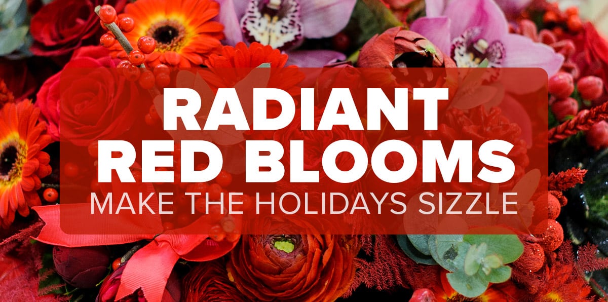 Winter’s Rich Red Blooms That Warm Your Home